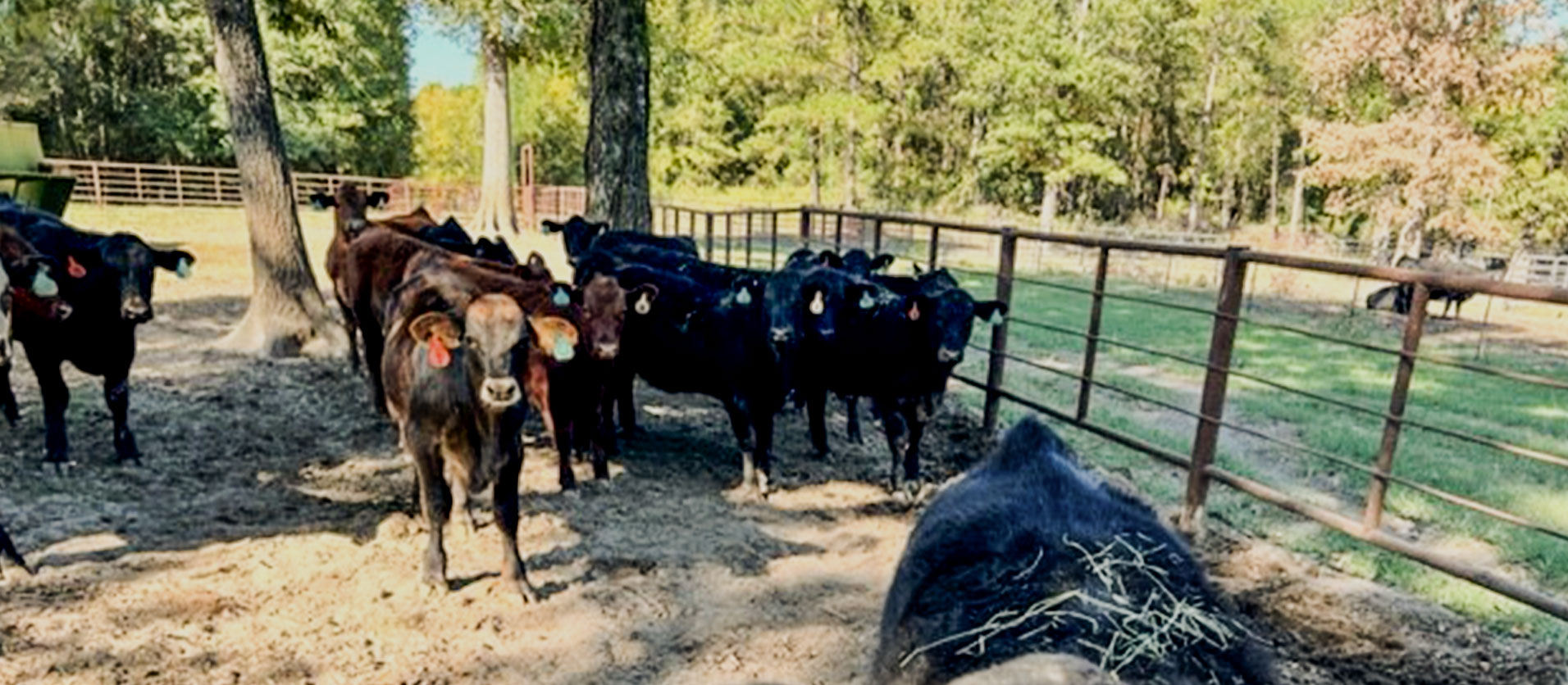 Home [l-4consulting.com]